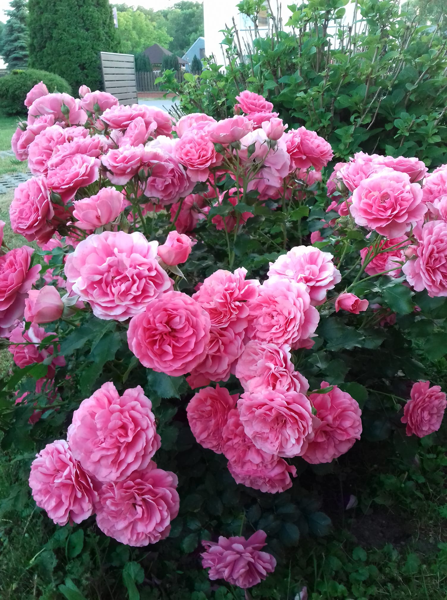 Róża Różowa Rabatowa Art. Nr 497 W Donicy - Róże - Zielone Skarby